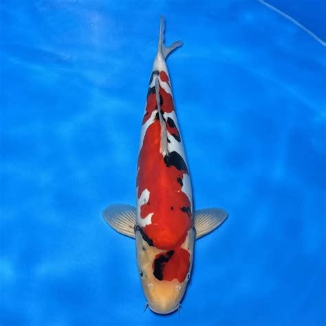 196 Doitsu Showa 51cm Koifarm Webshop