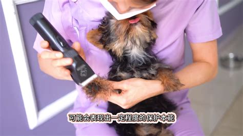 约克夏的性格特点是什么