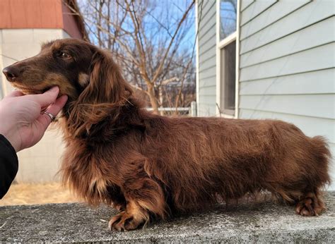 Long Haired Chocolate Dapple Dachshund