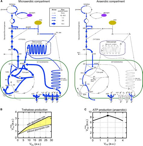 Figure 7 From A Caenorhabditis Elegans Genome Scale Metabolic Network Model Semantic Scholar