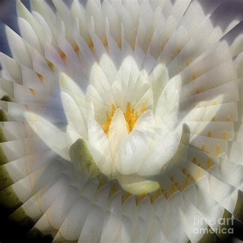 Lotus Blossom Illusion Photograph By Smilin Eyes Treasures Fine Art