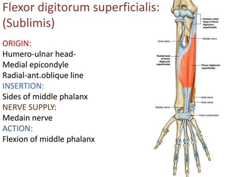 Flexor Compartment Of Forearm 1pptx