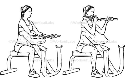 Bicep Curl Machine Drawing