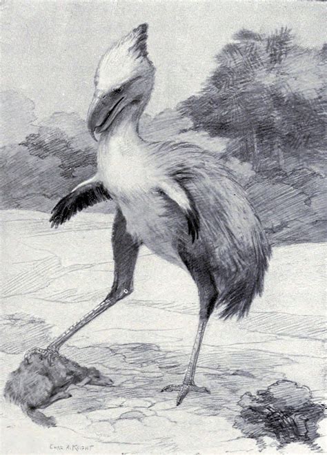 Phorusrhacos Définition Et Explications