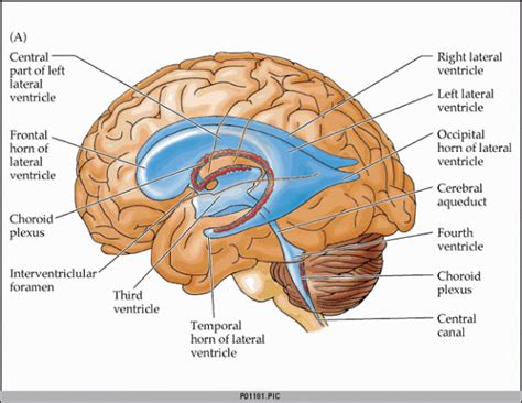 Lateral Ventricle Model