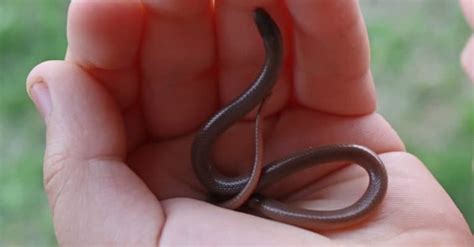 The 10 Smallest Snakes In The World Some Look Like Tiny Worms A Z