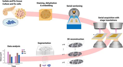 Fast Em Array Tomography A Workflow For Multibeam Volume