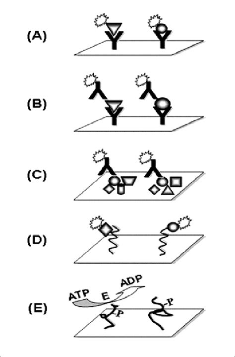 Protein Microarray Assay Formats A And B Represent A Forward Phase