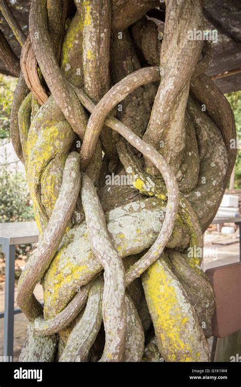Tree With Twisted Trunk Hi Res Stock Photography And Images Alamy