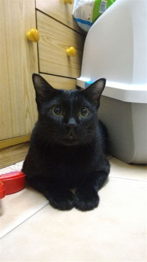 Cute Male Black Cat For Adoption In The Klang Valley Lim Mei Lengs