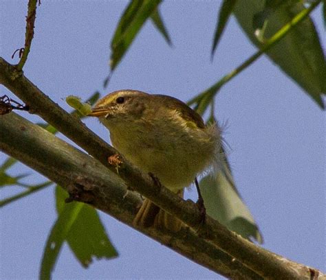 Avesanturtzi Phylloscopus Ibericus