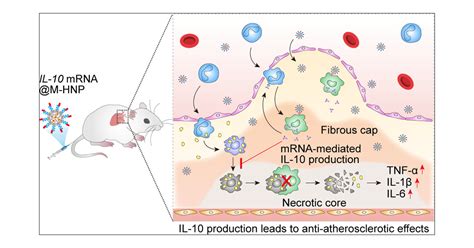 Modulating Plaque Inflammation Via Targeted MRNA Nanoparticles For The Treatment Of