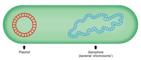 Prokaryotic Genetics Bioninja