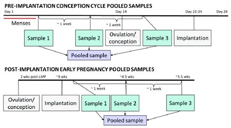 Pooled Sampling Strategy For Pre And Post Implantation Urine Specimens Download Scientific