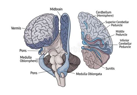 An Illustration Of The Human Brain Highlighting Sections Like The