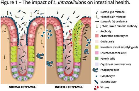 Lawsonia Intracellularis A Challenging Pathogen