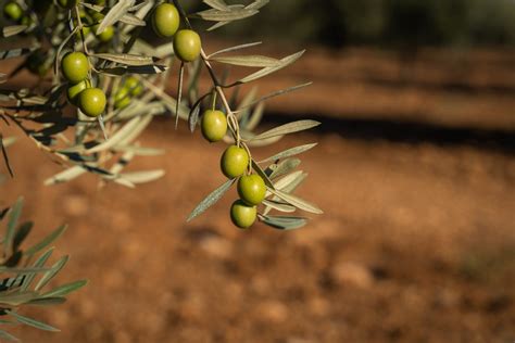 ¿cómo Cuidar Un Olivo Estas Son Todas Las Necesidades