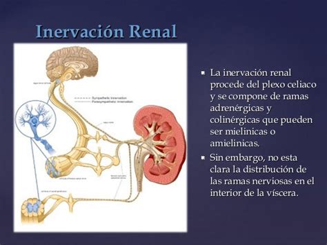 Anatomia Renal Y Vascularizacion