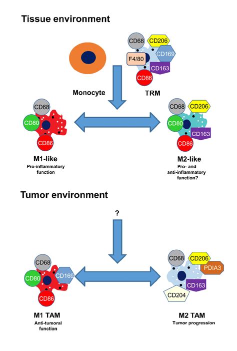 In Vivo Macrophage Plasticity Tissue Resident Macrophage Trm Tumor Download Scientific
