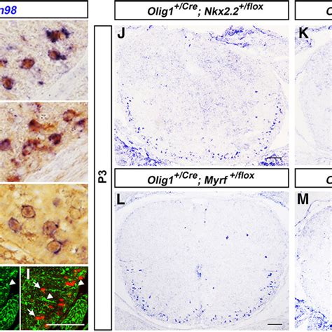 Selective Expression Of Tmem98 In Differentiated Oligodendrocytes A I