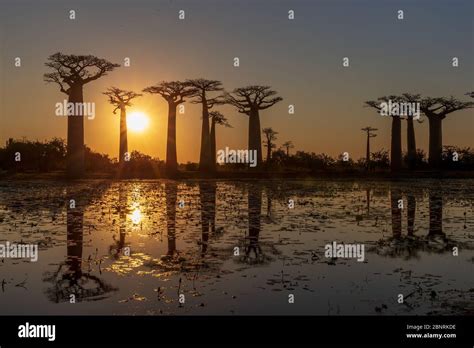 Beautiful Baobab Trees At Sunset At The Avenue Of The Baobabs In
