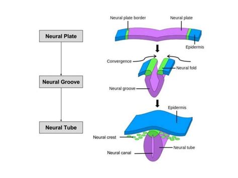 Development Of Face And Palate Including Anomalies Of Palate Pptx