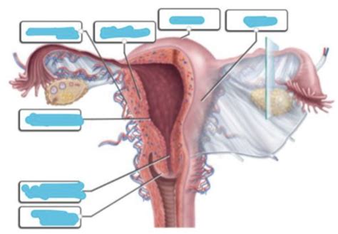 Female Reproductive Anatomy 8 Diagram Quizlet