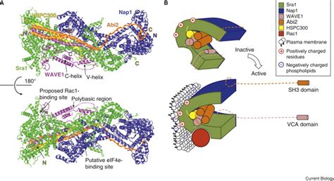 Actin Based Motility Wave Regulatory Complex Structure Reopens Old