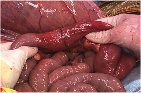 Approach To Inflammatory Bowel Disease Veterinary Clinics Equine