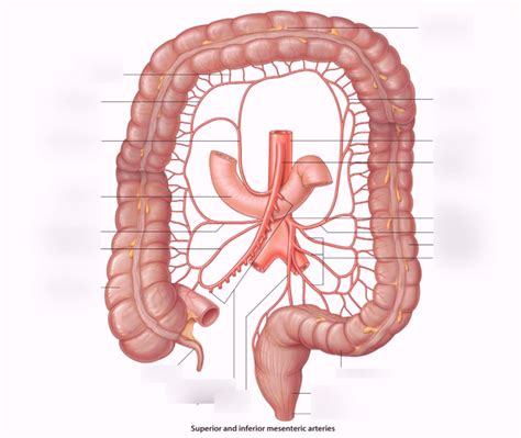 Diagram Of Session 5 Superior And Inferior Mesenteric Arteries Quizlet