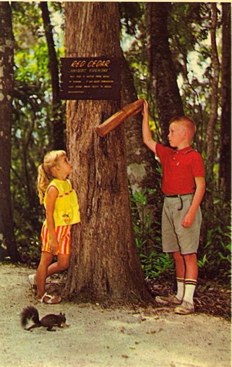 Intriguing Tree Switch Tacky Raccoons