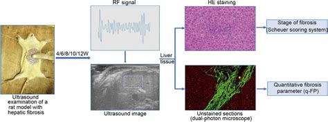 Flow Chart Of Dataset Collection Download Scientific Diagram