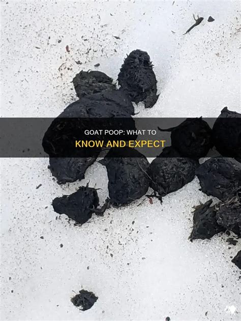Goat Poop What To Know And Expect Petshun