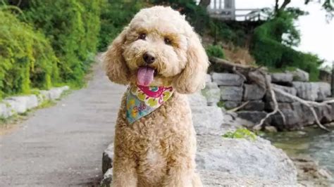 Are Cockapoo Tails Docked All You Must Know