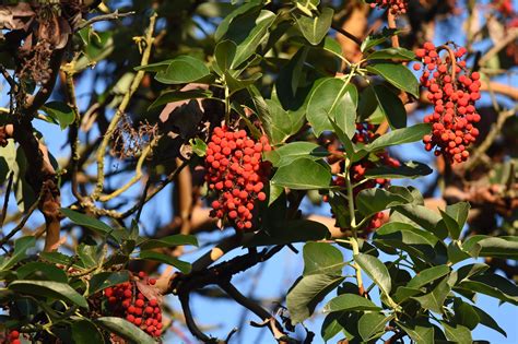 Pacific Madrone Small Tree Seedling The Jonsteen Company