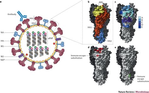 Flu Virus Structure