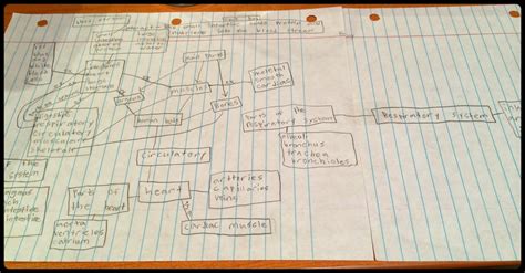Human Body Review Concept Mapping The Craft Of Teaching