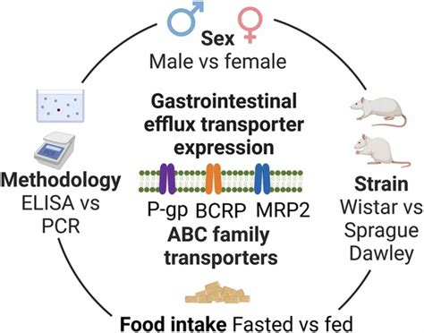 Prandial State And Biological Sex Modulate Clinically Relevant Efflux Transporters To Different