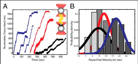 Figure 1 From Trigger Loop Folding Determines Transcription Rate Of Escherichia Colis Rna