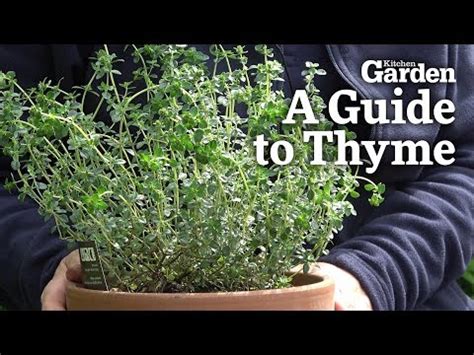 Techniques For Harvesting And Preparing Fresh Thyme The Kitchen Community