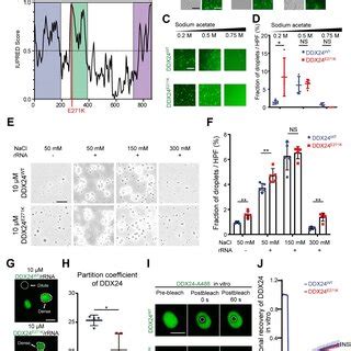 Ddx24 Forms Heterotypic Droplets With Npm1 And Rrna A Representative