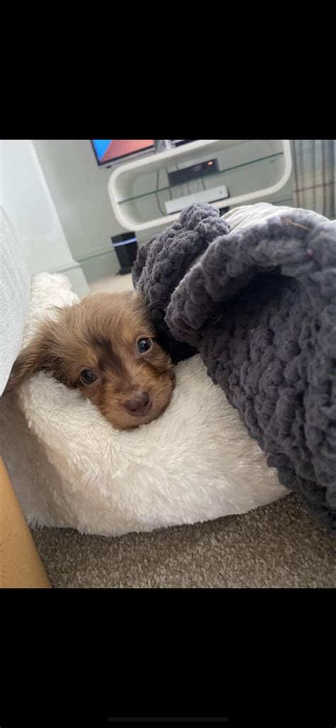 Little Herby 11 Week Old Cockapoo Rpuppies