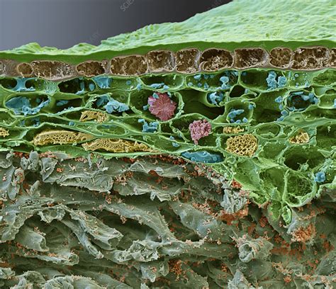 Coral Berry Leaf With Symbiotic Bacteria Sem Stock Image C0562195