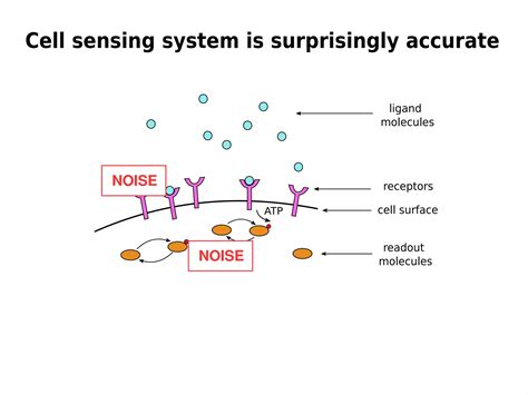 How Can Cells Precisely Measure Time Varying External Signals Giulia