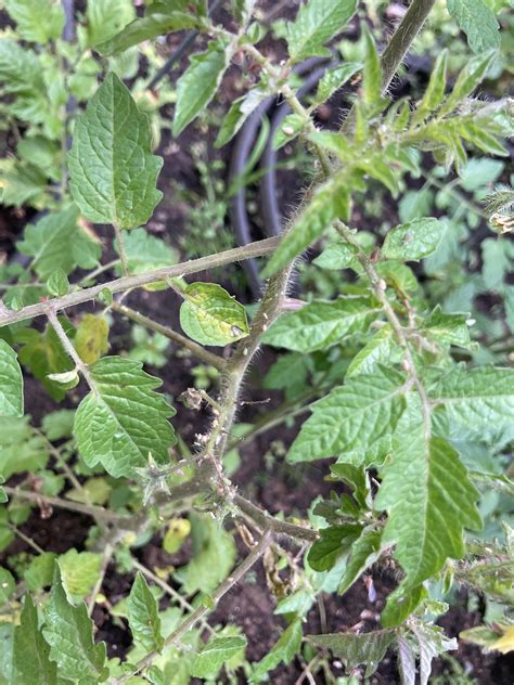 Tiny Insects Growing On Tomato Plant Any Thoughts Rplants