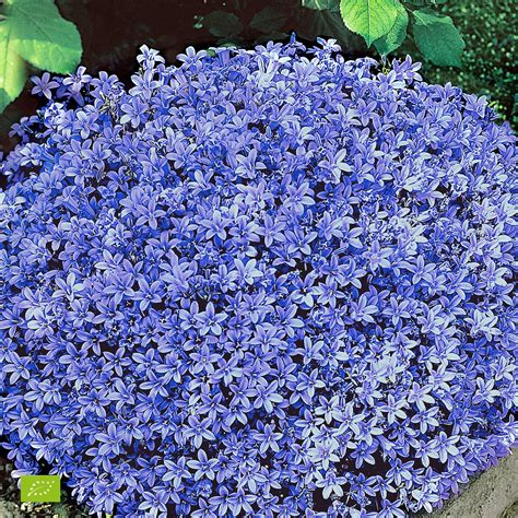 Почвопокровные однолетники (Множество фото!) - treepics.ru