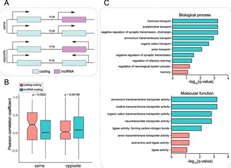 correlation of the expression levels of lncrnas with neighbouring