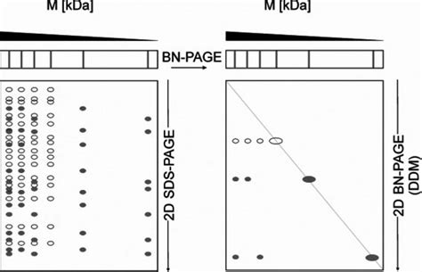 Bn Page In The 1 D Which Separates Protein Complexes According To Their