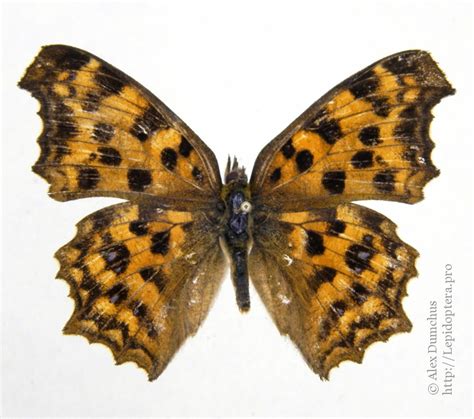 Photo 32808 Polygonia C Aureum