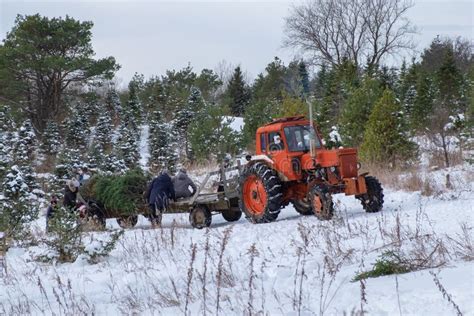 People Riding In Tractor Trailer With Cut Fir Spruce And Pine Trees At A Christmas Tree Farm